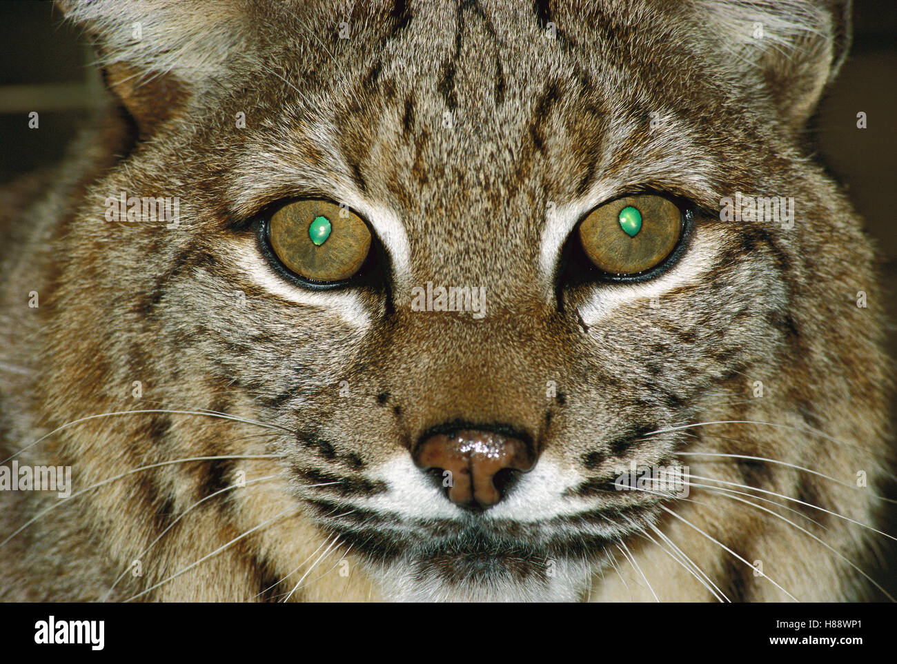 Bobcat (Lynx rufus) close-up portrait showing reflective green tapetum ...