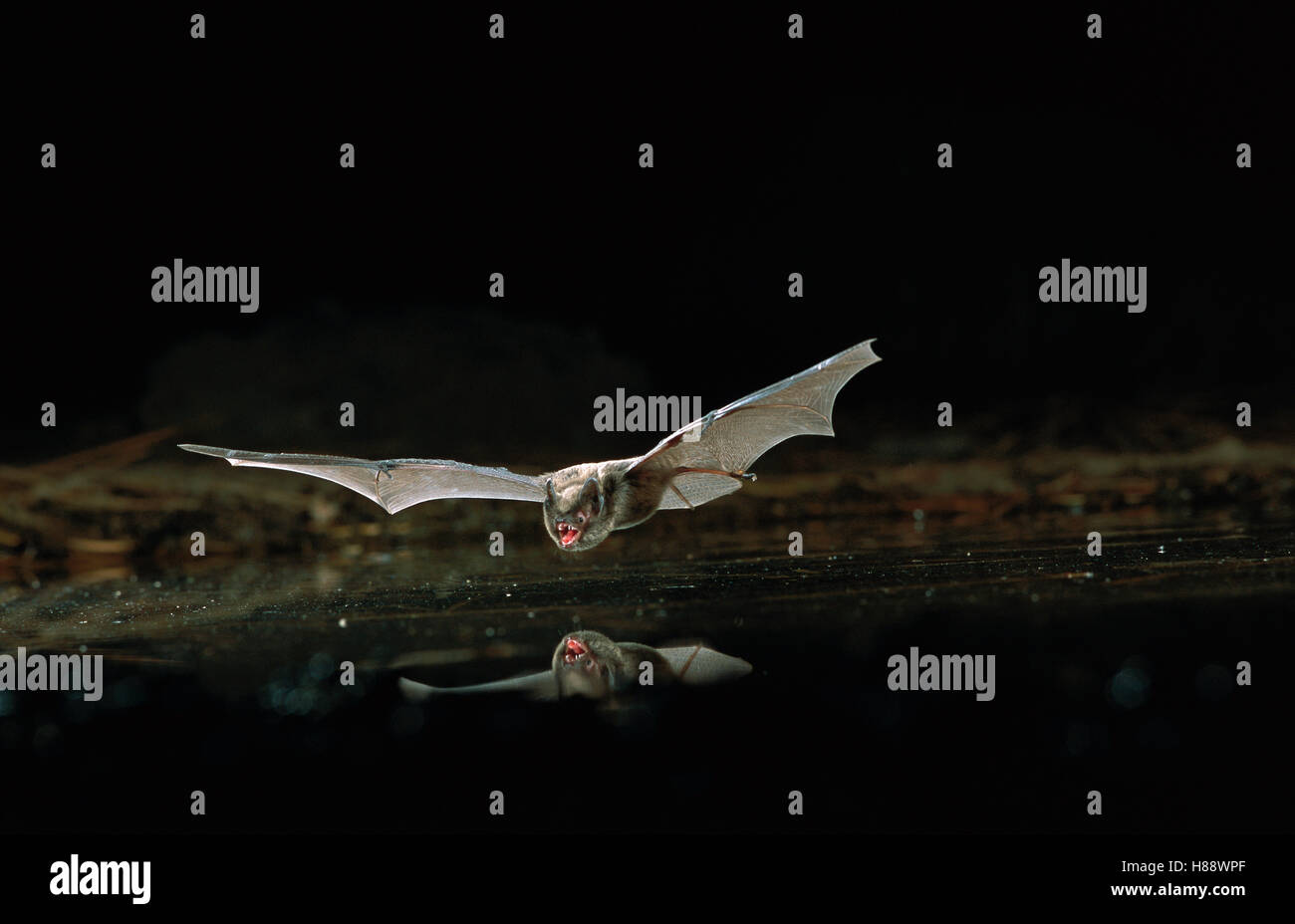 Long-legged Myotis (Myotis volans) bat, flying over pond, Deschutes ...