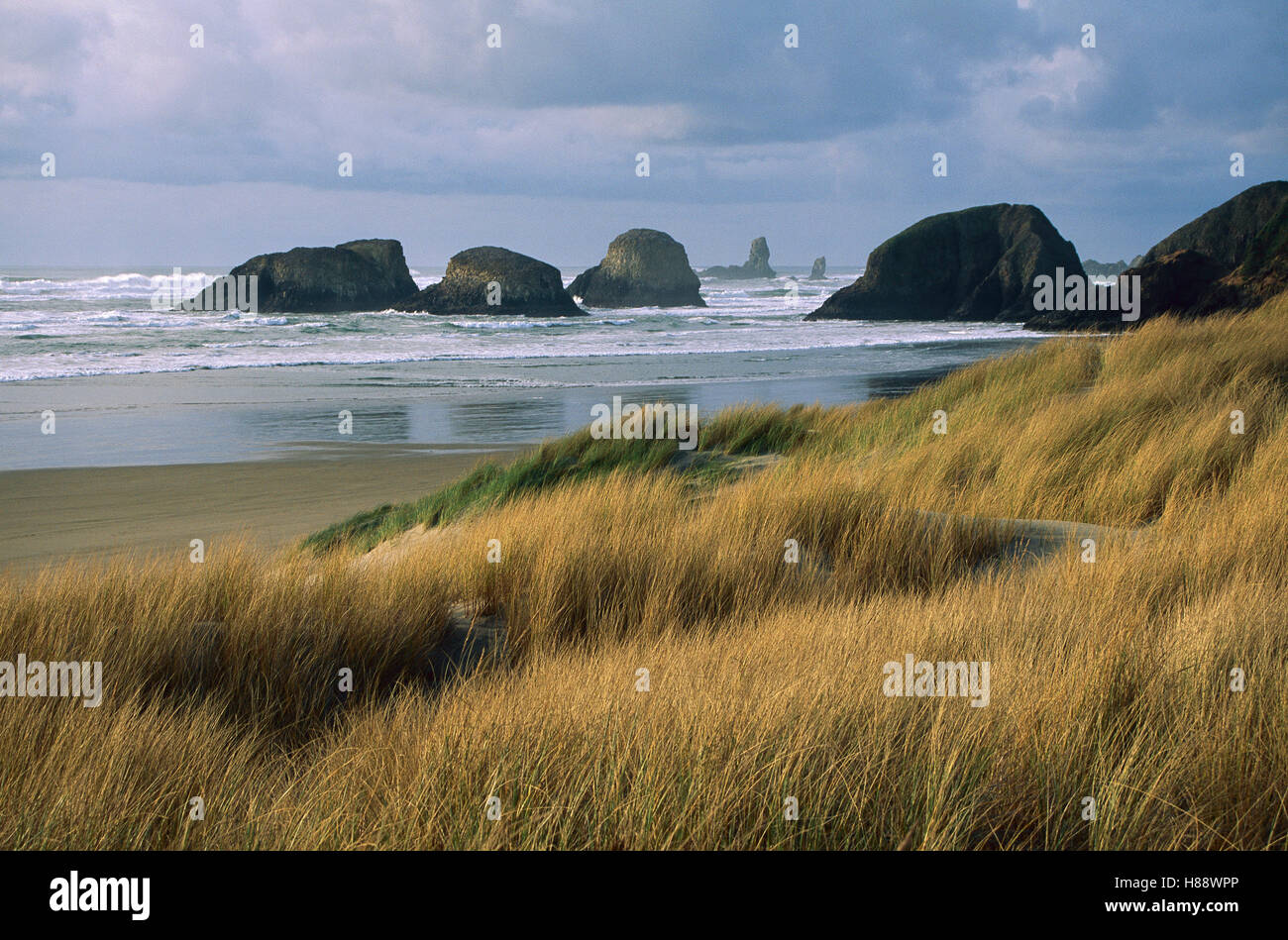 Irregular basalt projections and sea stacks on Cannon Beach, Oregon ...