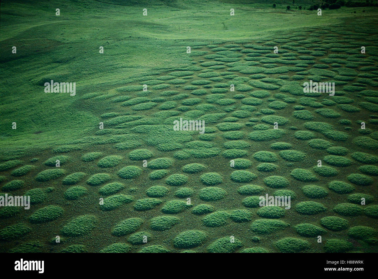 Bunchgrass prairie and mima mounds in spring at the Nature Conservancy ...