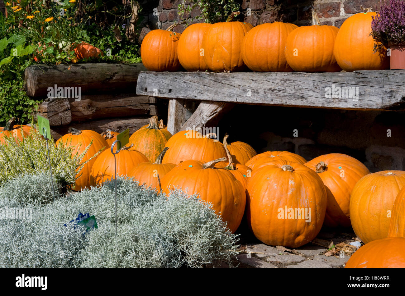 Pumpkins (Cucurbita cucurbitaceae) in front of a farm Stock Photo - Alamy