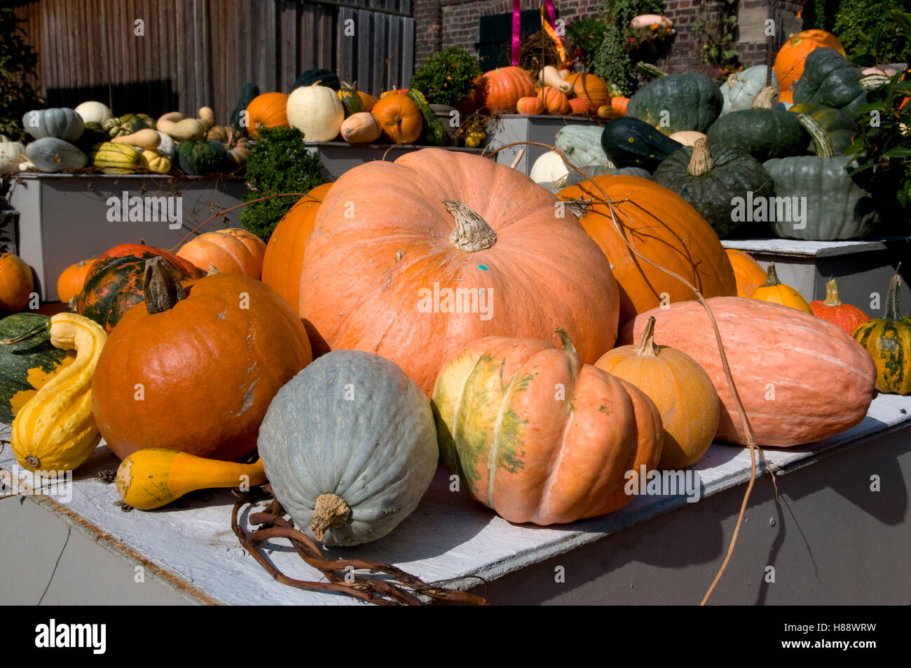 Pumpkins (Cucurbita cucurbitaceae) in front of a farm Stock Photo - Alamy