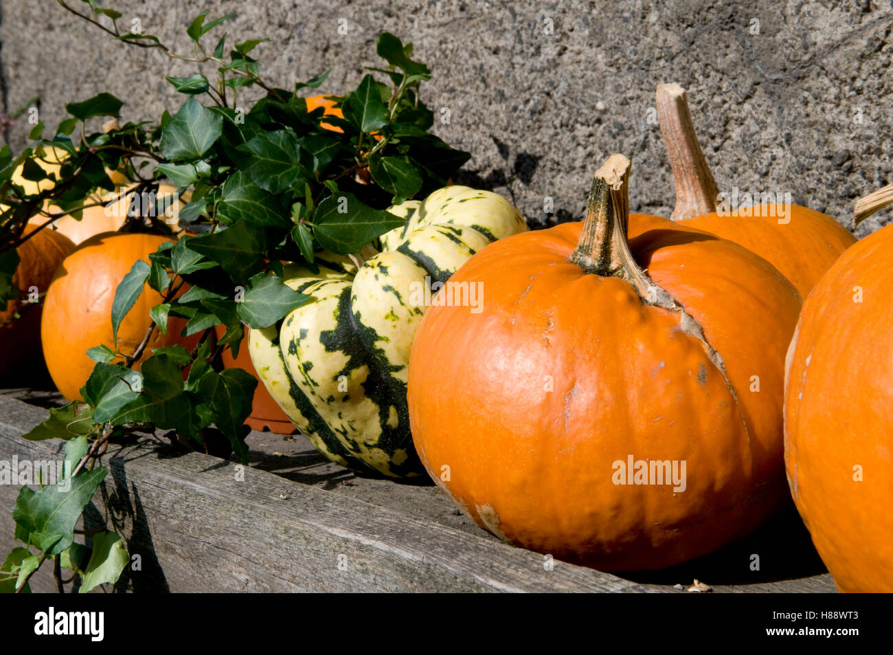 Cucurbitaceae hi-res stock photography and images - Alamy