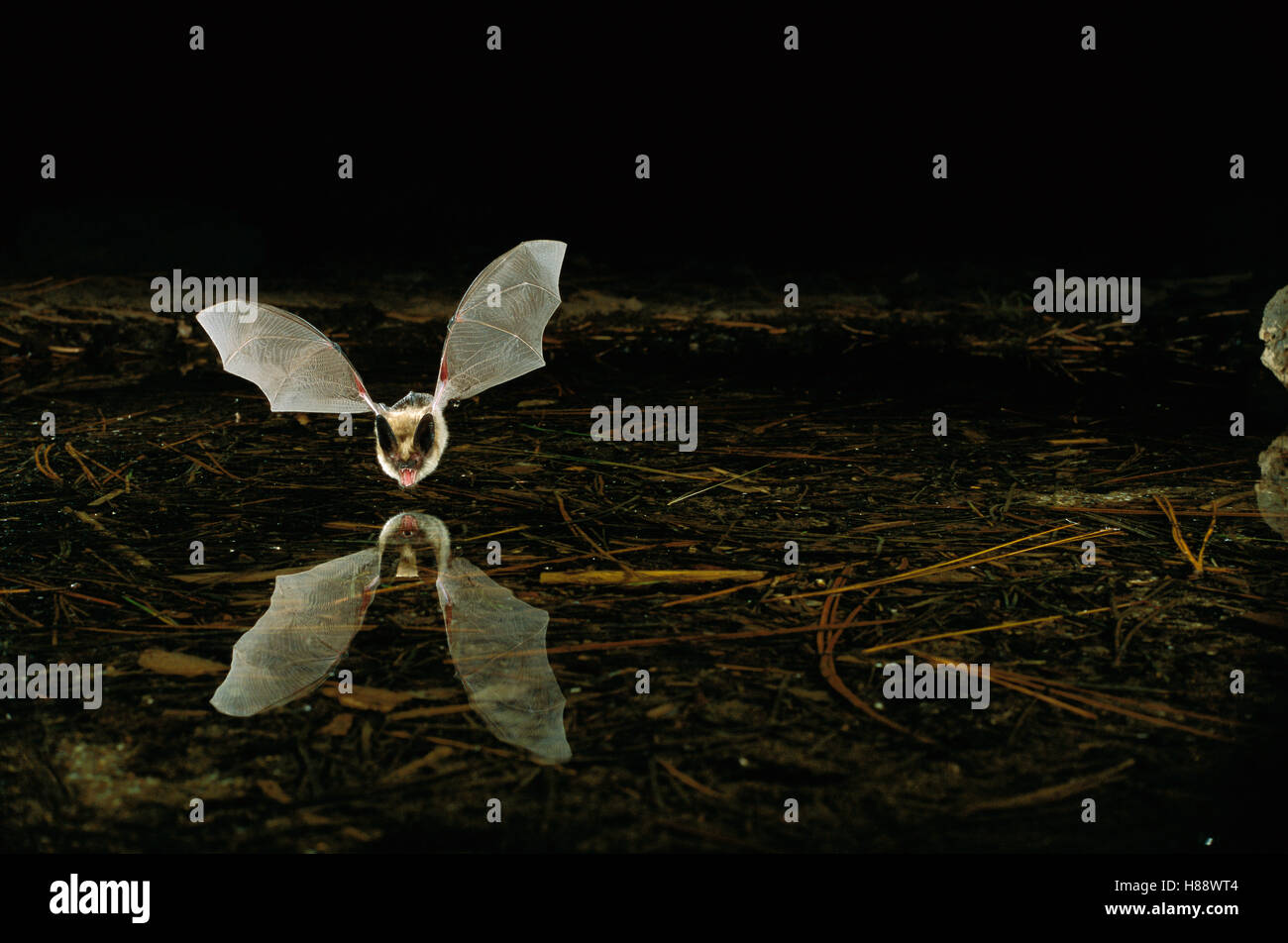 Western Long-eared Myotis (Myotis evotis) bat flying over pond hunting ...