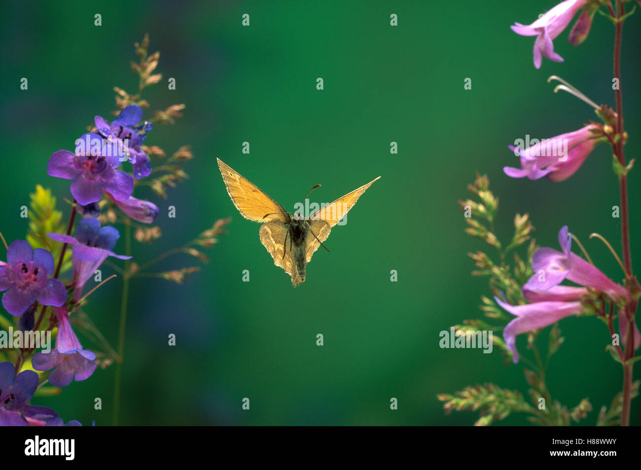 Common Ringlet (Coenonympha tullia) butterfly in fight amid flowers ...