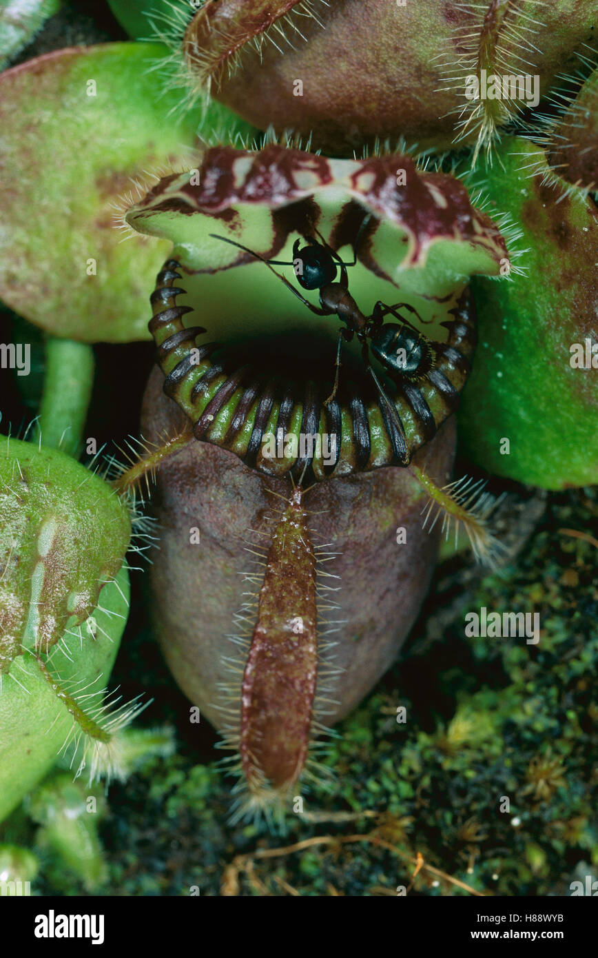Albany Pitcher Plant (Cephalotus follicularis) insectivorous plant with ...