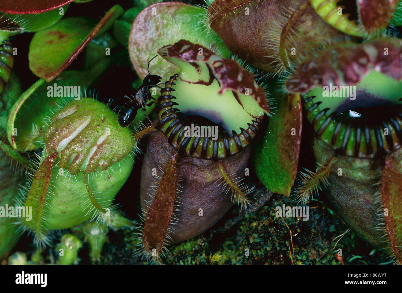 Albany Pitcher Plant (Cephalotus follicularis) insectivorous plant with ...