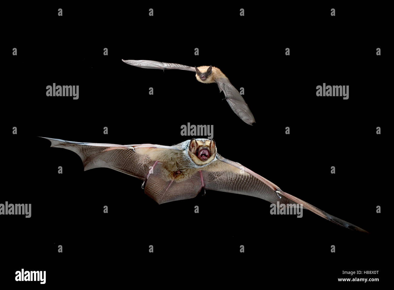 Western Small-footed Myotis (Myotis ciliolabrum) and a male Hoary Bat ...