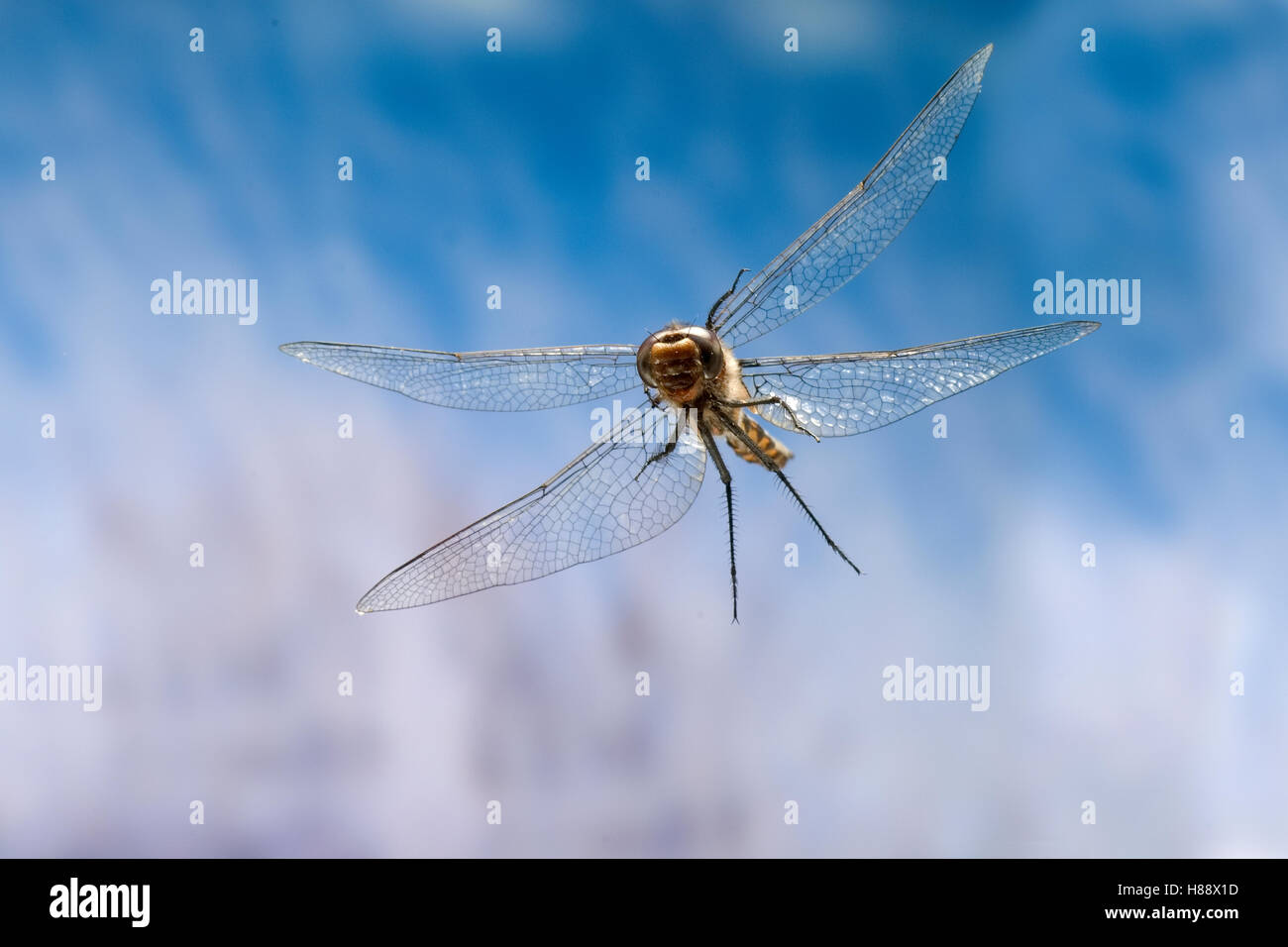 Spiny Baskettail (Epitheca spinigera) dragonfly female flying, coastal ...