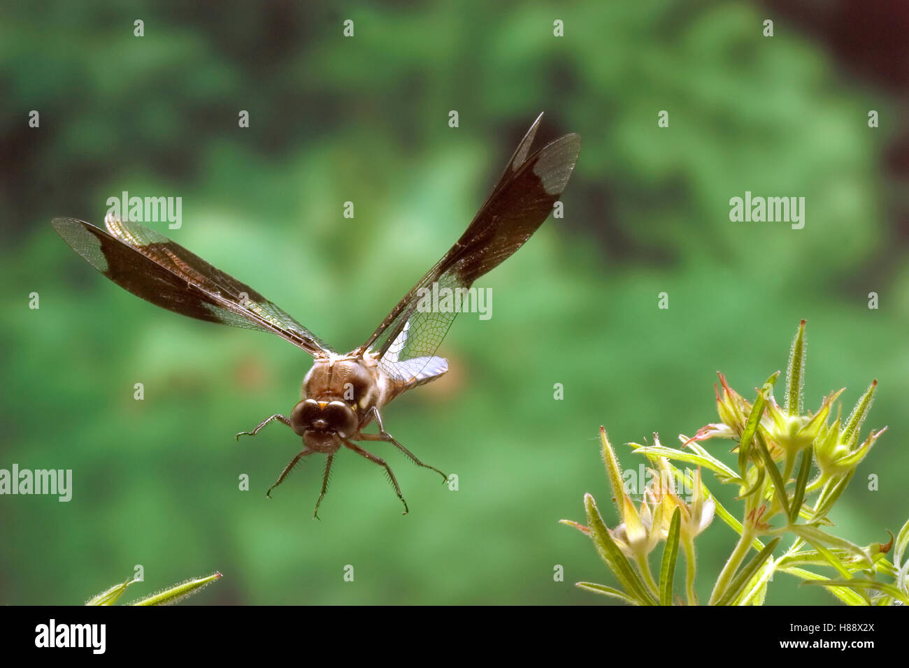 Common Whitetail (Libellula lydia) male flying, photographed with a ...
