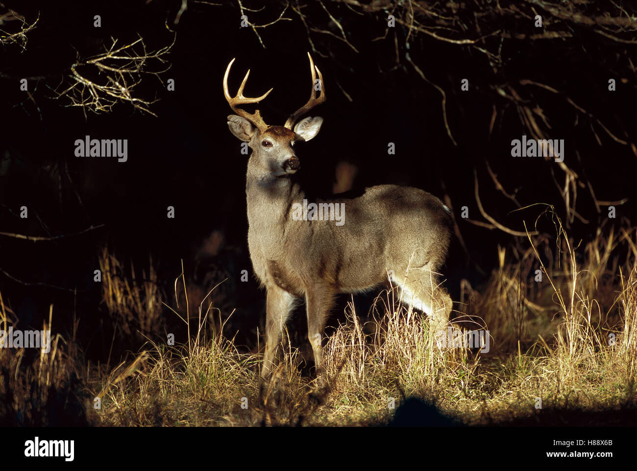 Mule Deer (Odocoileus hemionus) alert buck, Chihuahuan Desert, Mexico ...