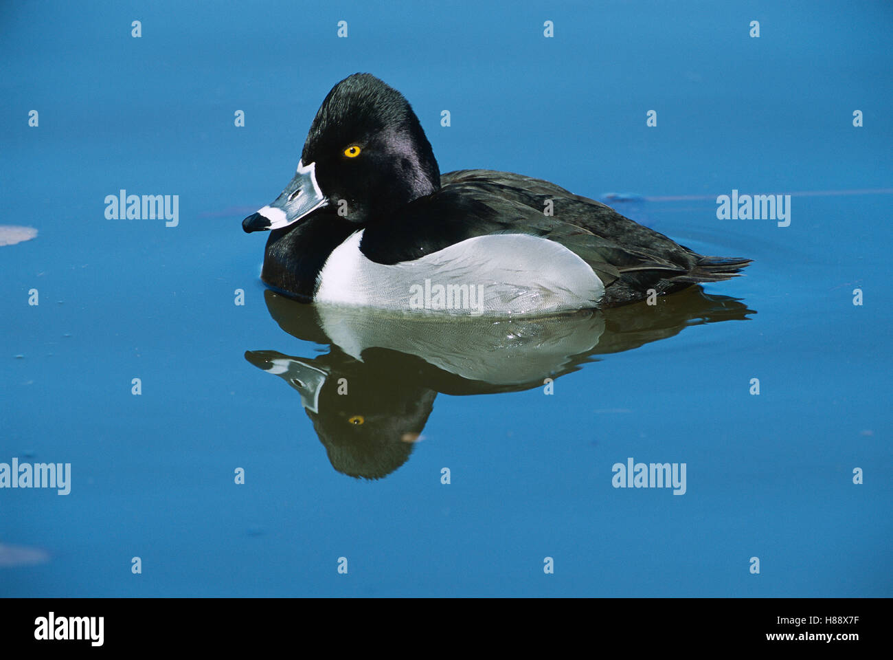 Ring-necked Duck (Aytha collaris) male, North America Stock Photo - Alamy