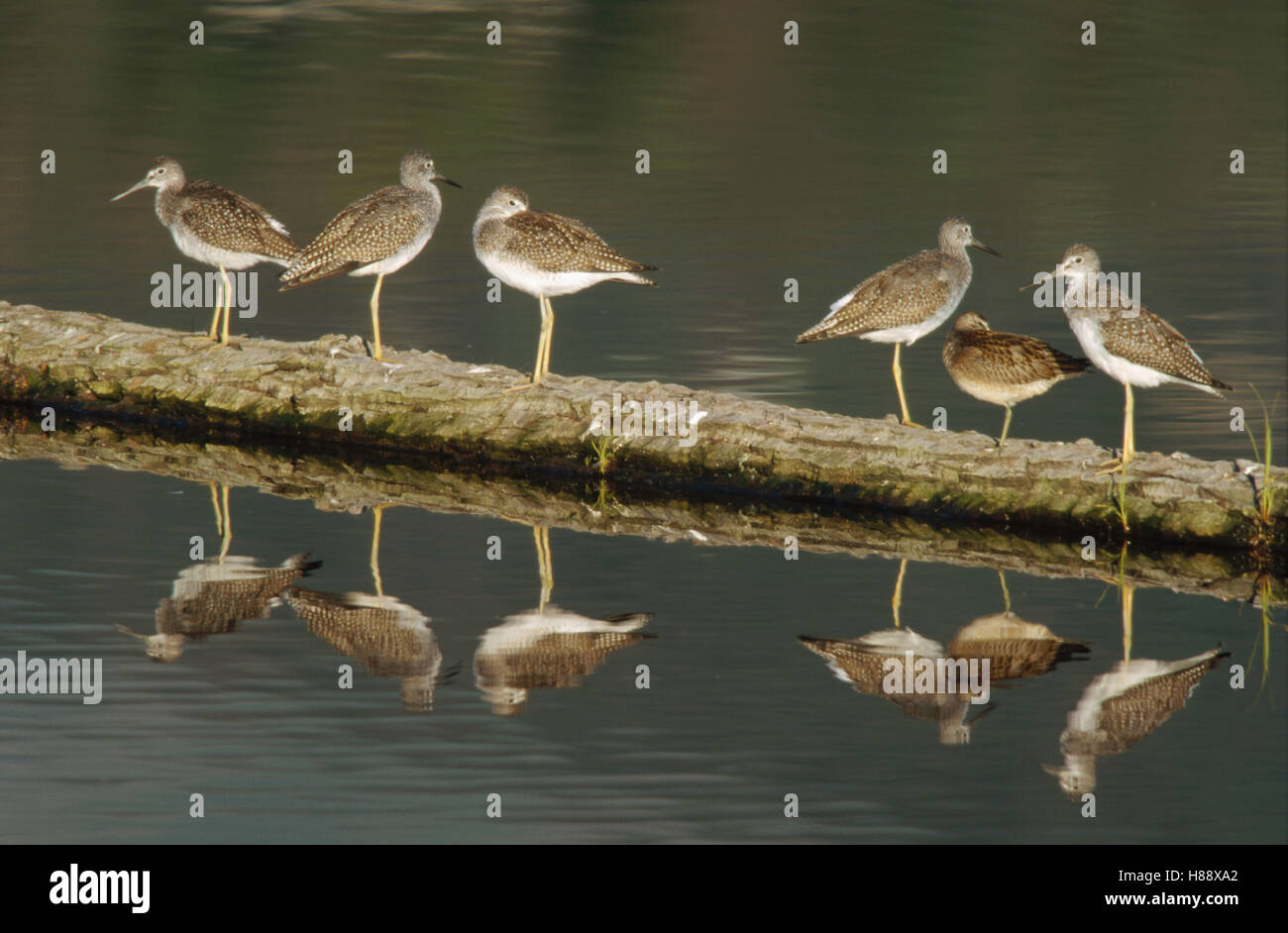 Greater Yellowlegs (Tringa melanoleuca) and Dowitcher (Limnodromus sp ...