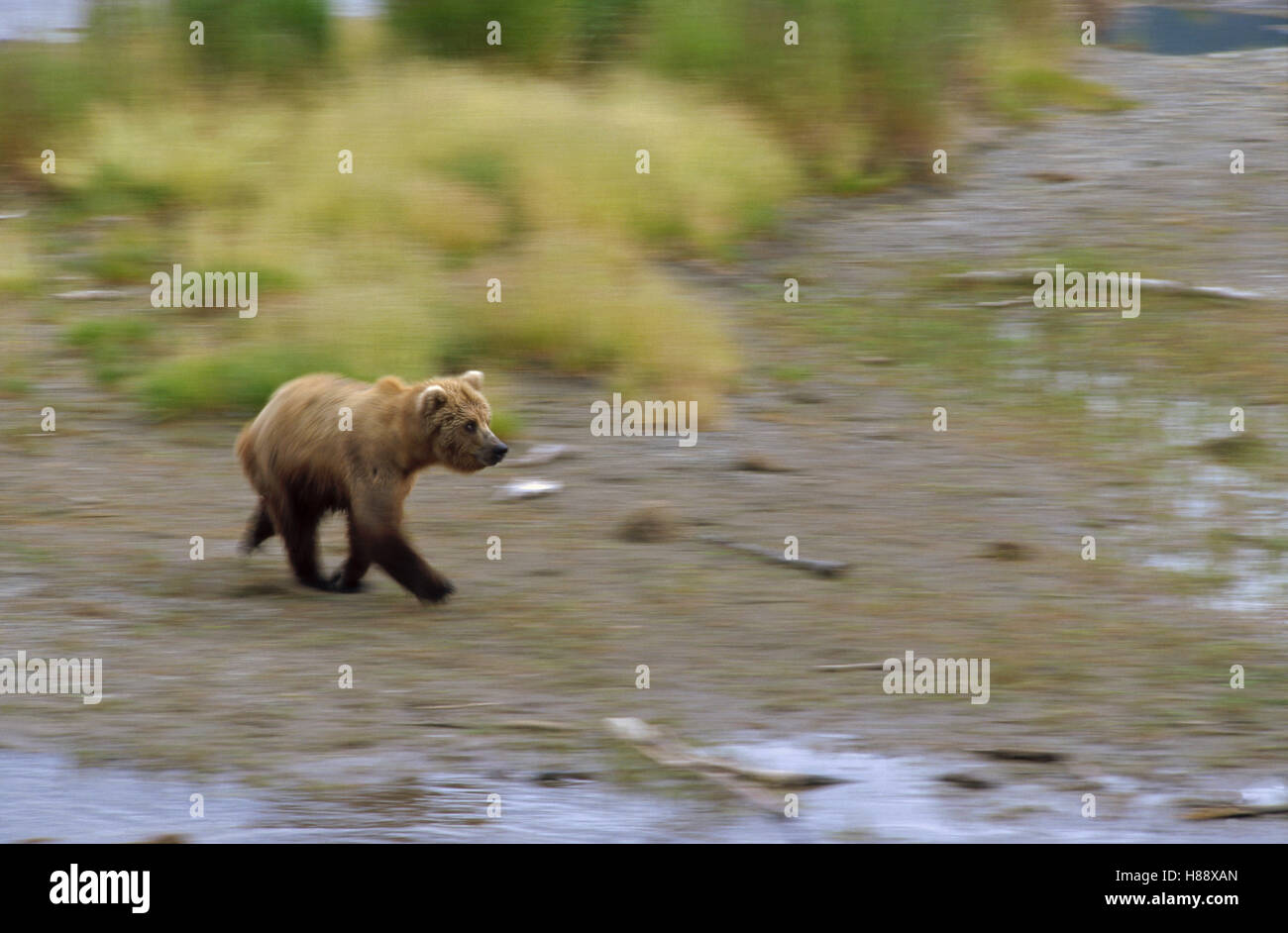 Grizzly Bear (Ursus arctos horribilis) adolescent running, Katmai ...