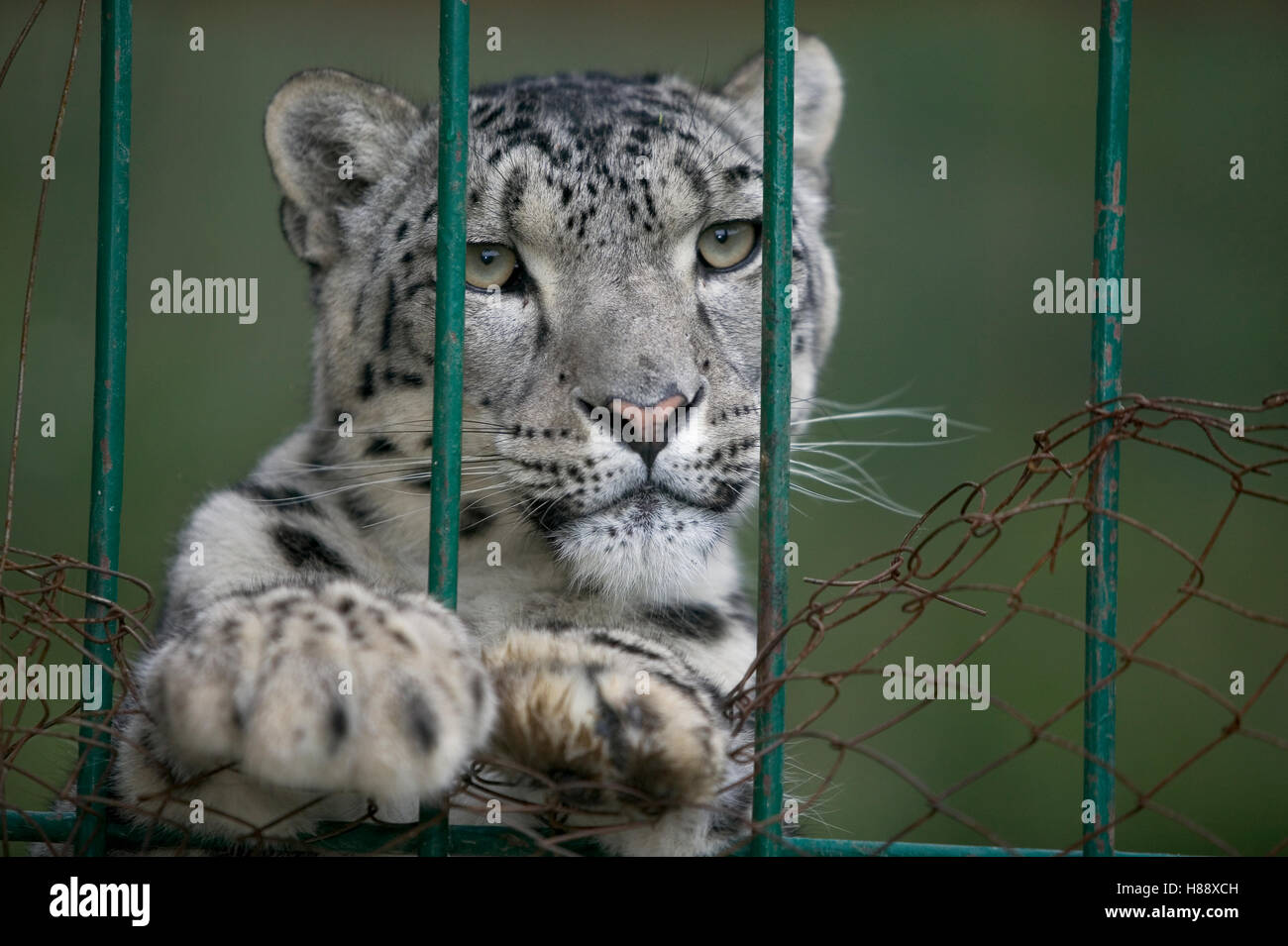 Snow Leopard (Panthera uncia) confiscated by government anti-poaching ...