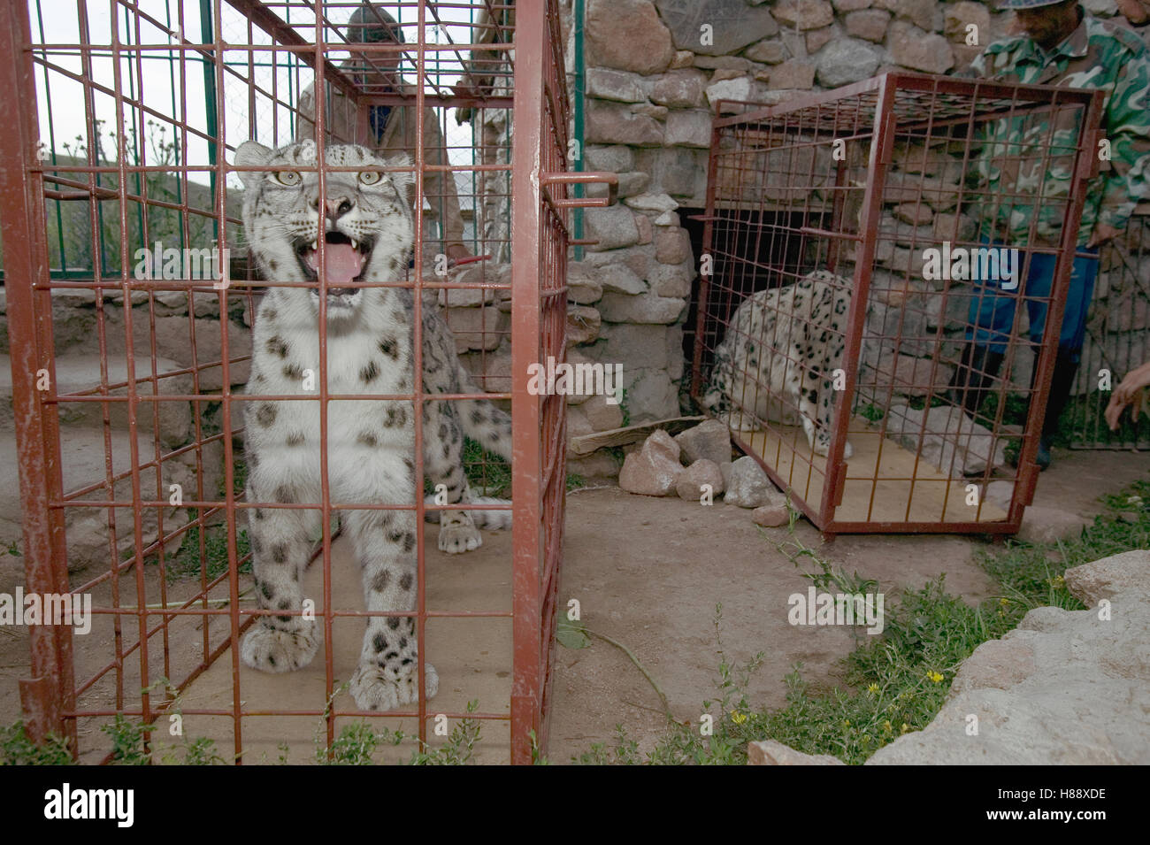 Snow Leopard (Panthera uncia) confiscated by government anti-poaching ...