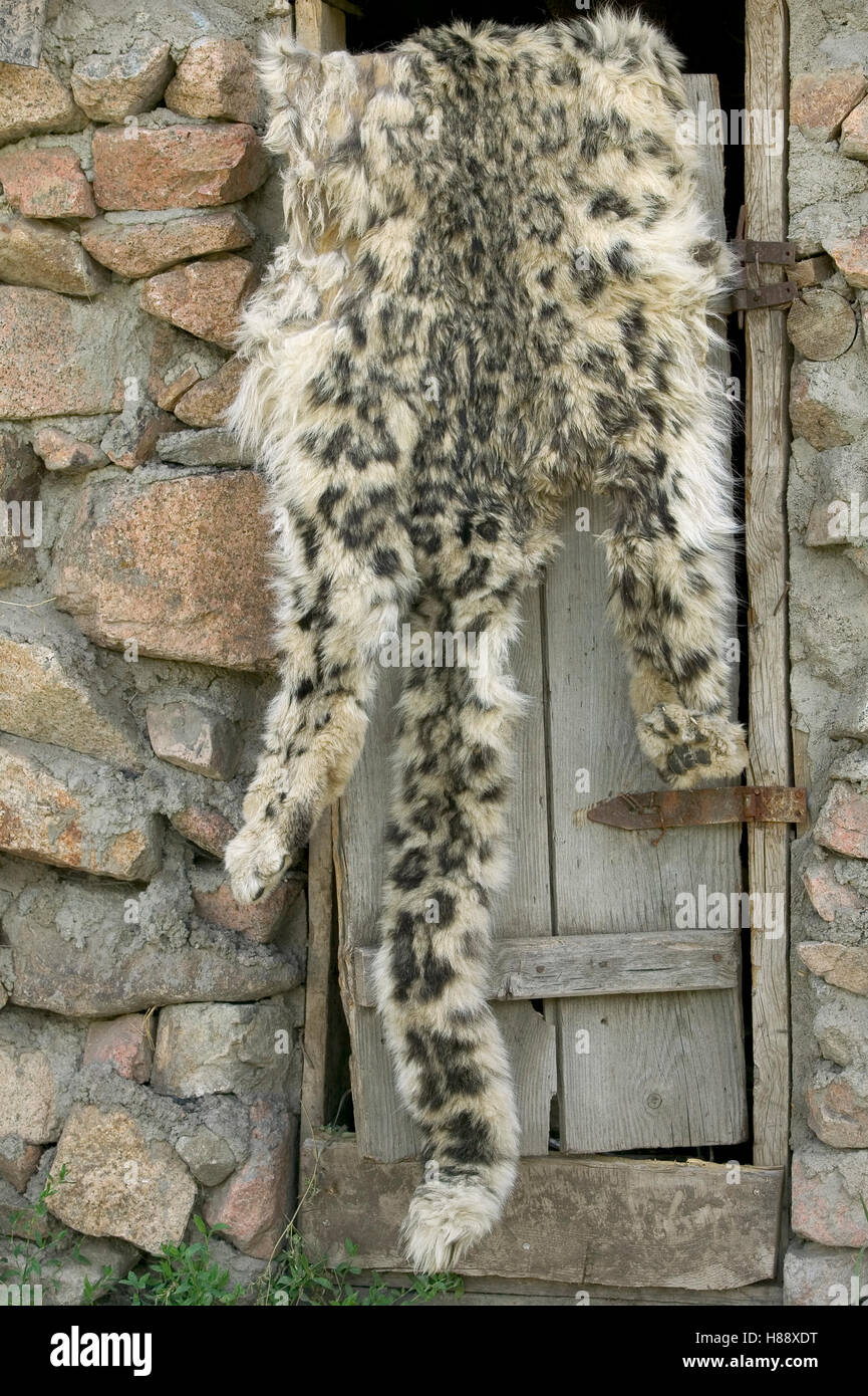 Snow Leopard (Panthera uncia) pelt confiscated by government anti ...