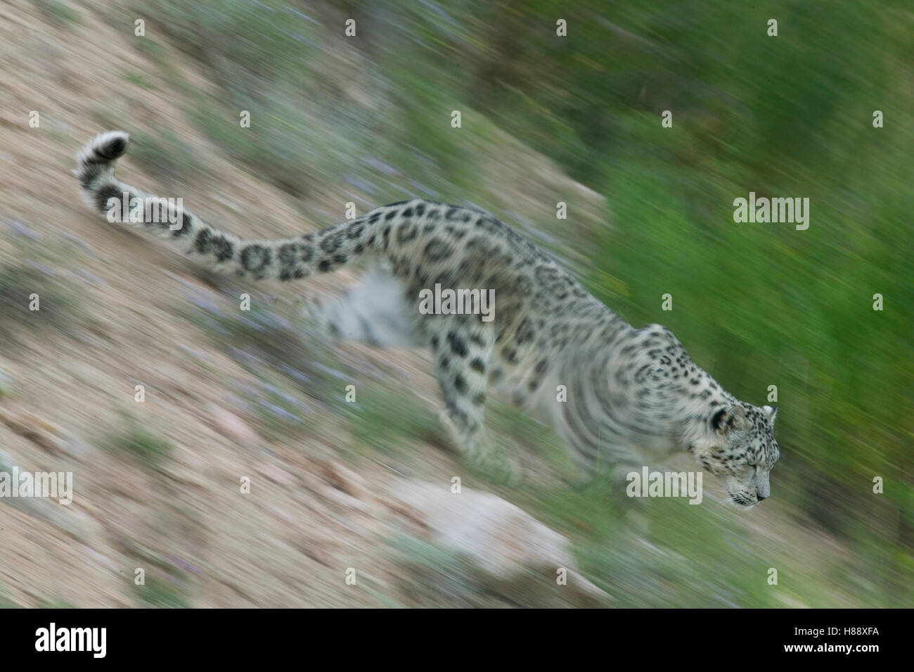 Snow Leopard (Panthera uncia) running, native to Asia and Russia Stock ...
