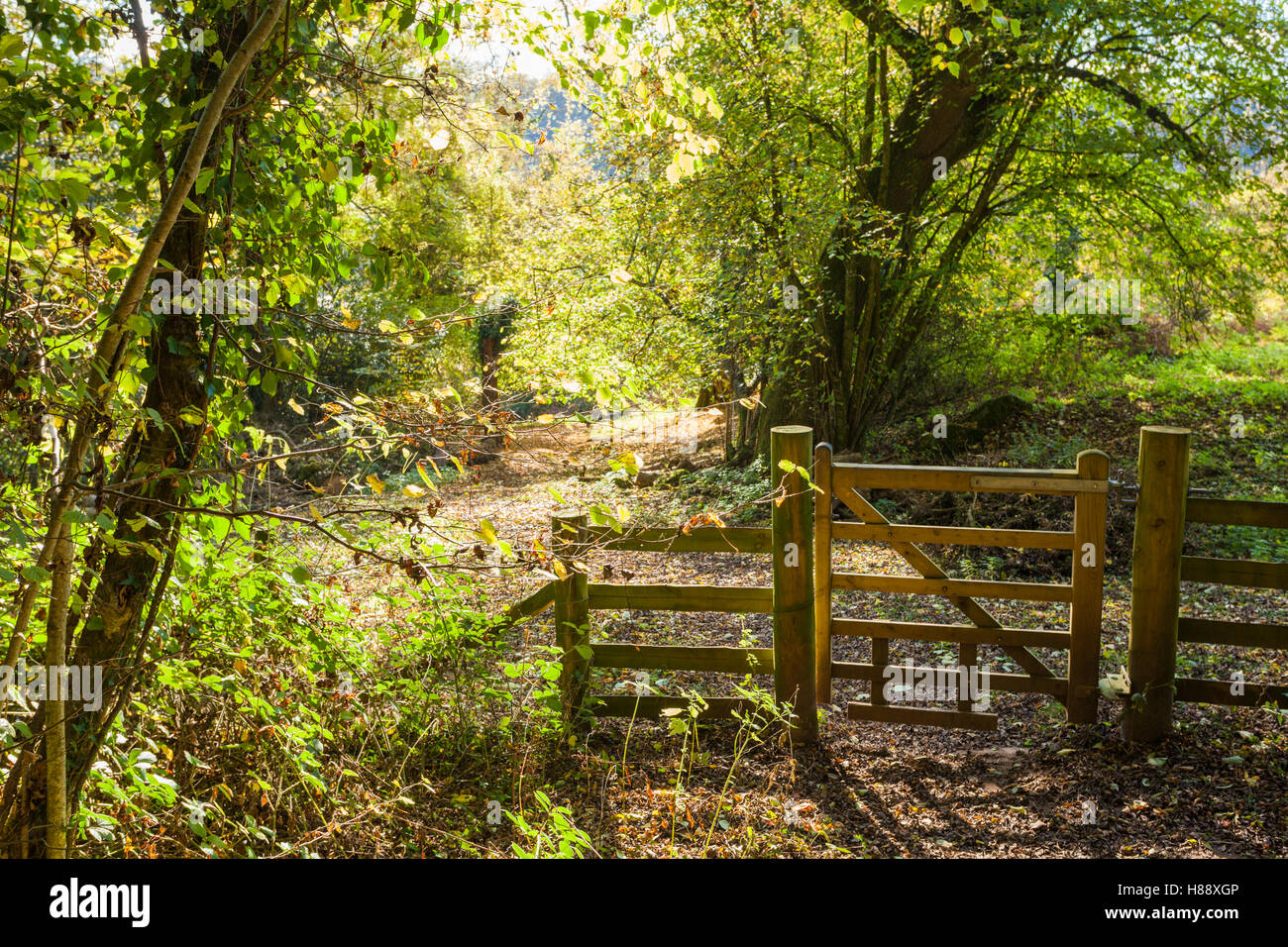 Autumn in the Wye Valley - A footpath down to the River Wye at Lancaut ...