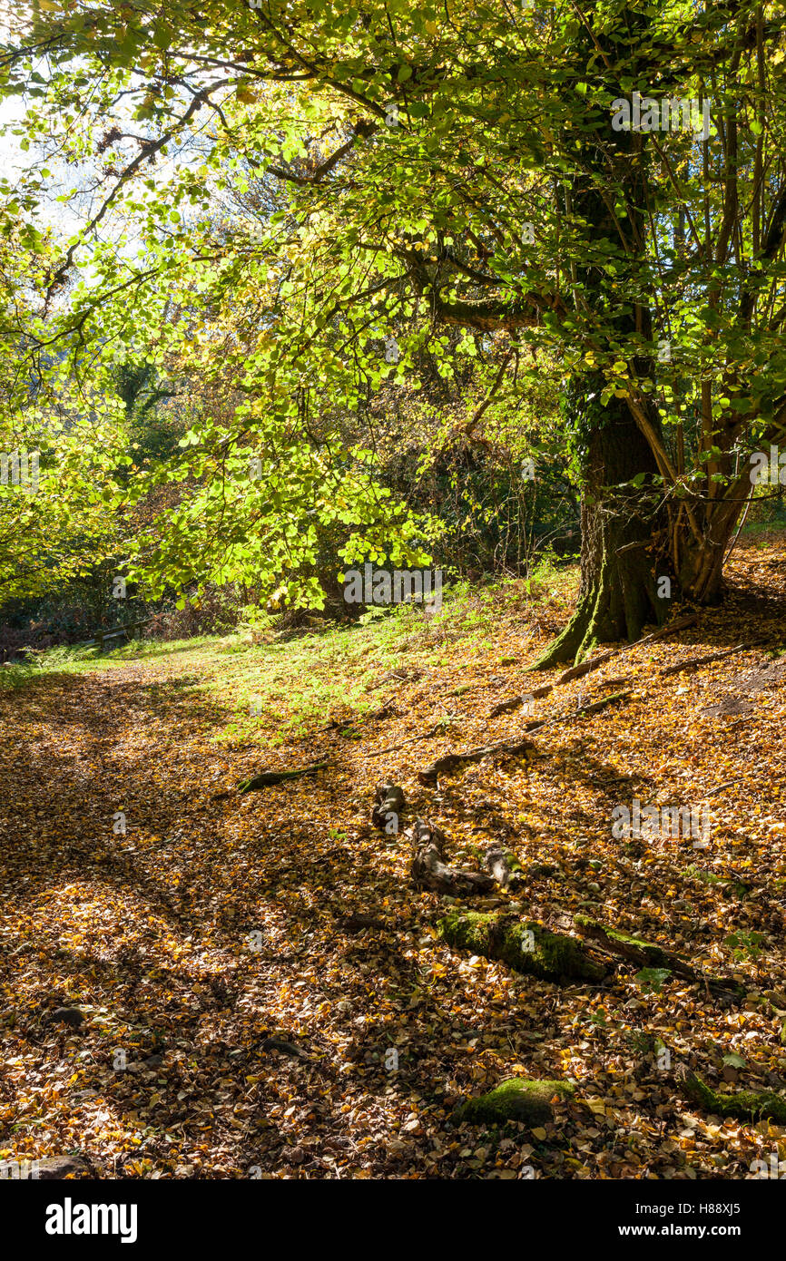 Autumn in the Wye Valley - A footpath down to the River Wye at Lancaut ...