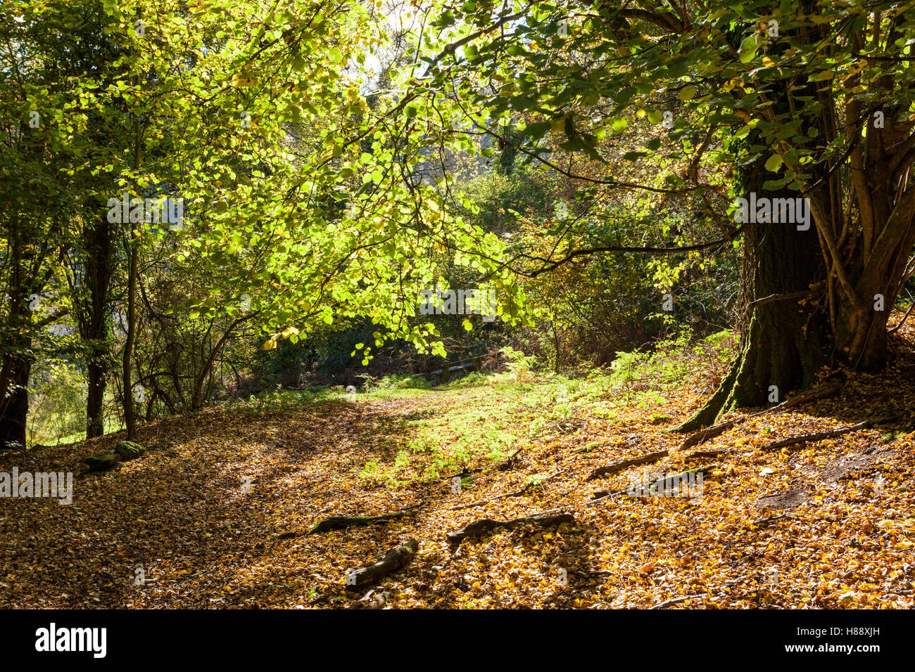 Autumn in the Wye Valley - A footpath down to the River Wye at Lancaut ...