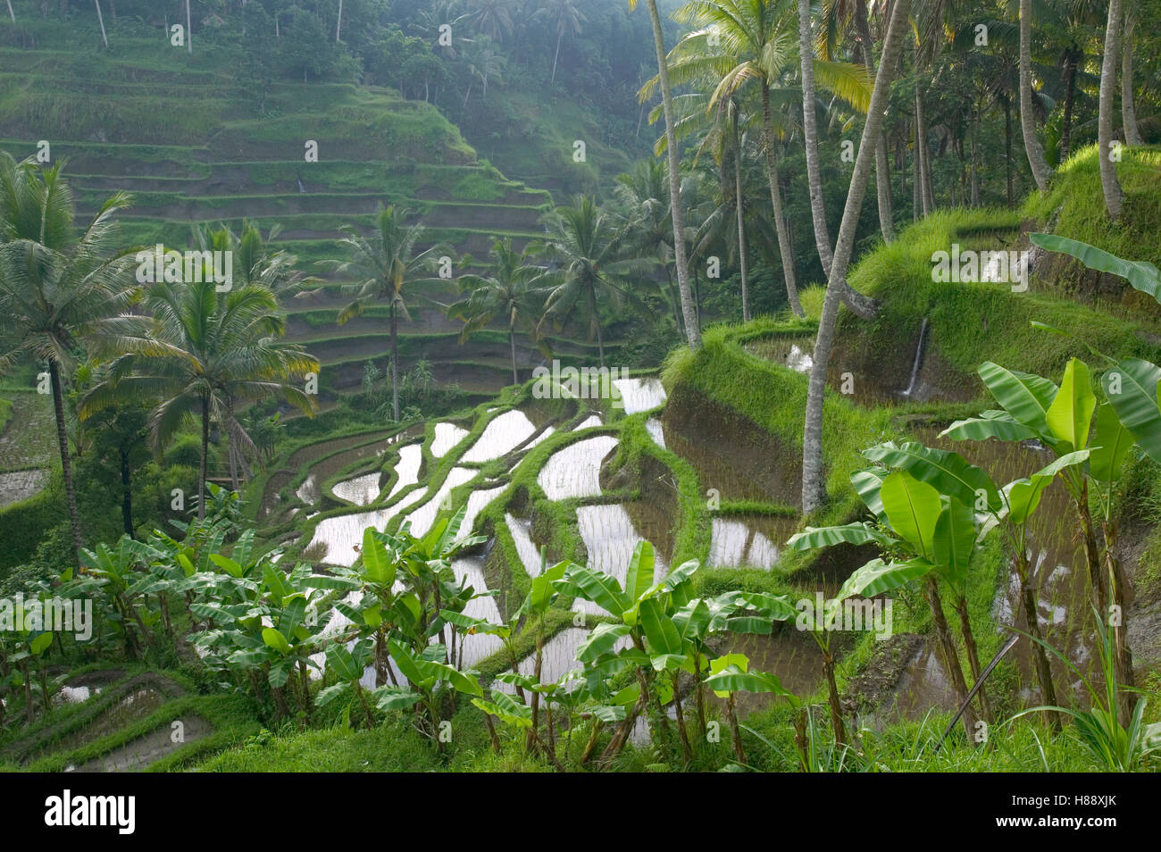 Terraced rice paddy fields, Ubud area, Bali, Indonesia Stock Photo - Alamy