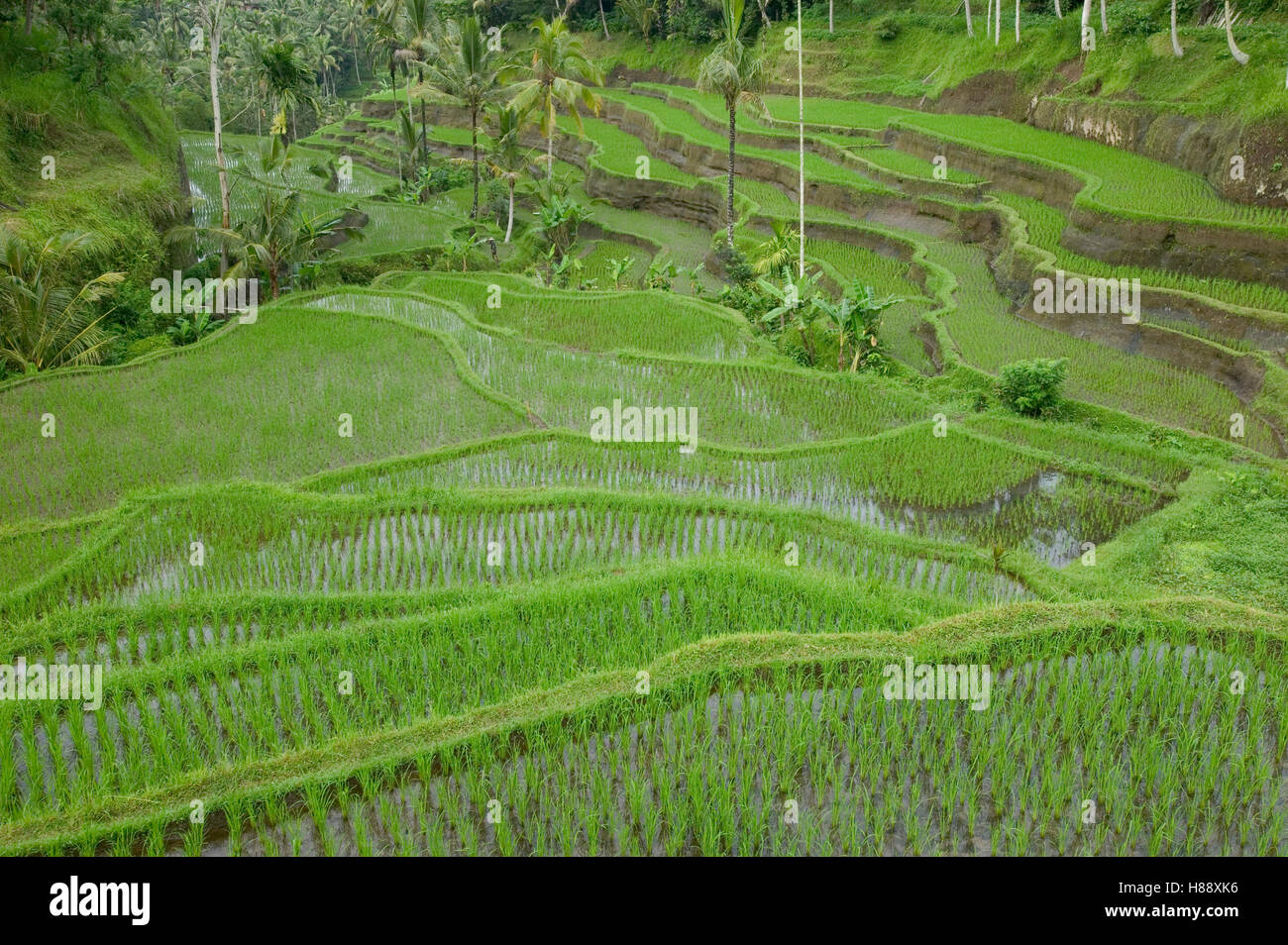 Terraced rice paddy, Ubud area, Bali, Indonesia Stock Photo - Alamy