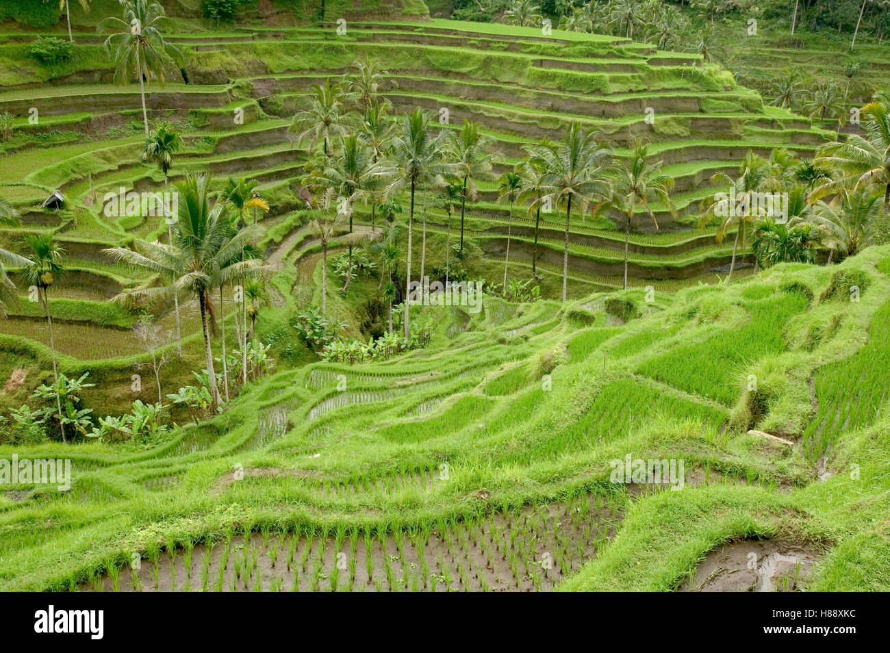 Terraced rice paddy, Ubud area, Bali, Indonesia Stock Photo - Alamy