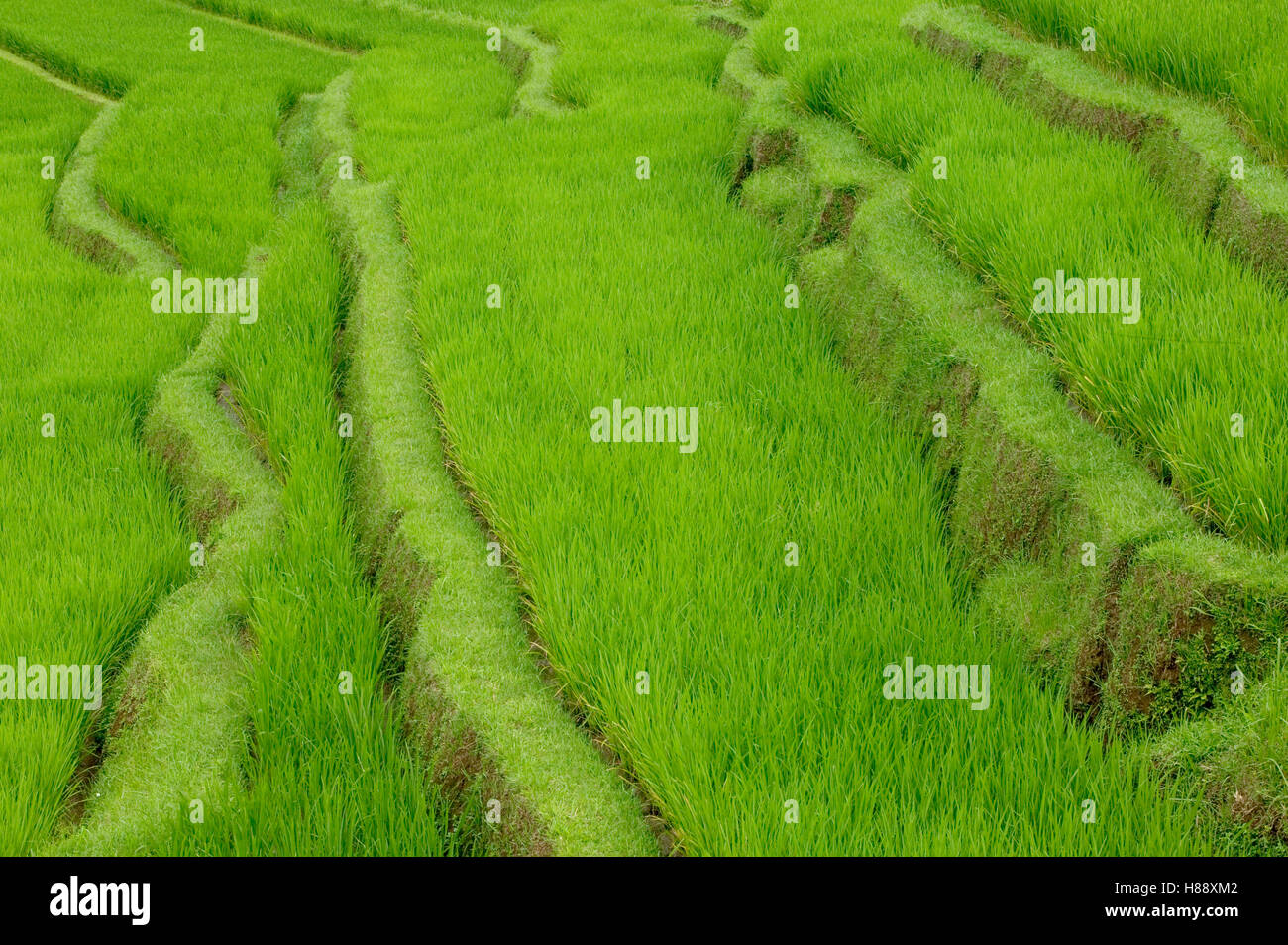 Terraced rice paddy, Ubud area, Bali, Indonesia Stock Photo - Alamy