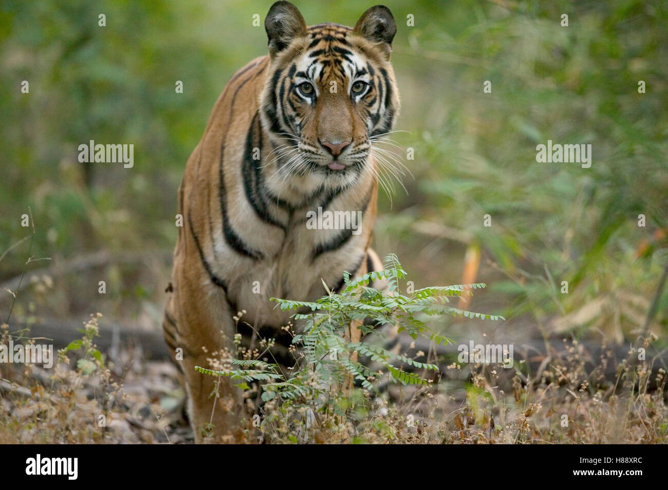 Tiger (Panthera tigris) female, Bandhavgarh National Park, India Stock ...