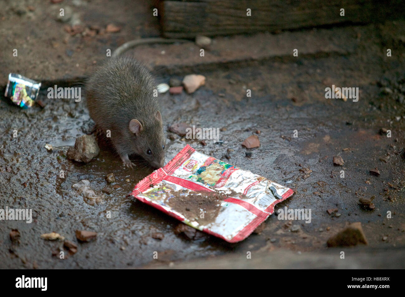 Black Rat (Rattus rattus) foraging, Agra Railway Station, India Stock ...