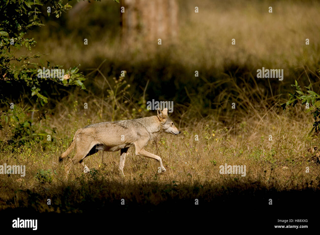 Indian Wolf (Canis lupus pallipes) female, Bandhavgarh National Park, India Stock Photo - Alamy