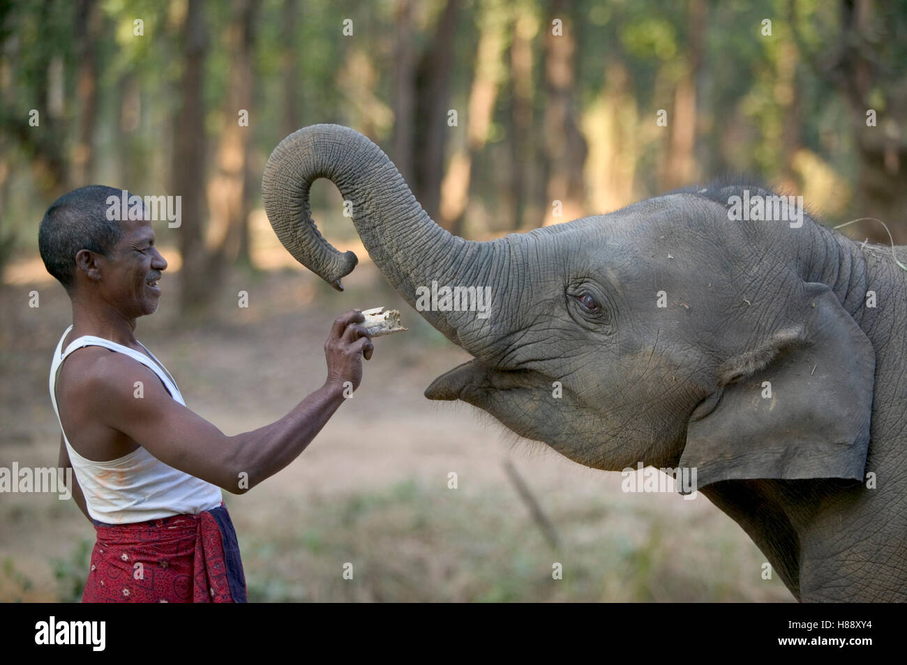 Asian Elephant (Elephas maximus) mahout feeding young domestic elephant ...