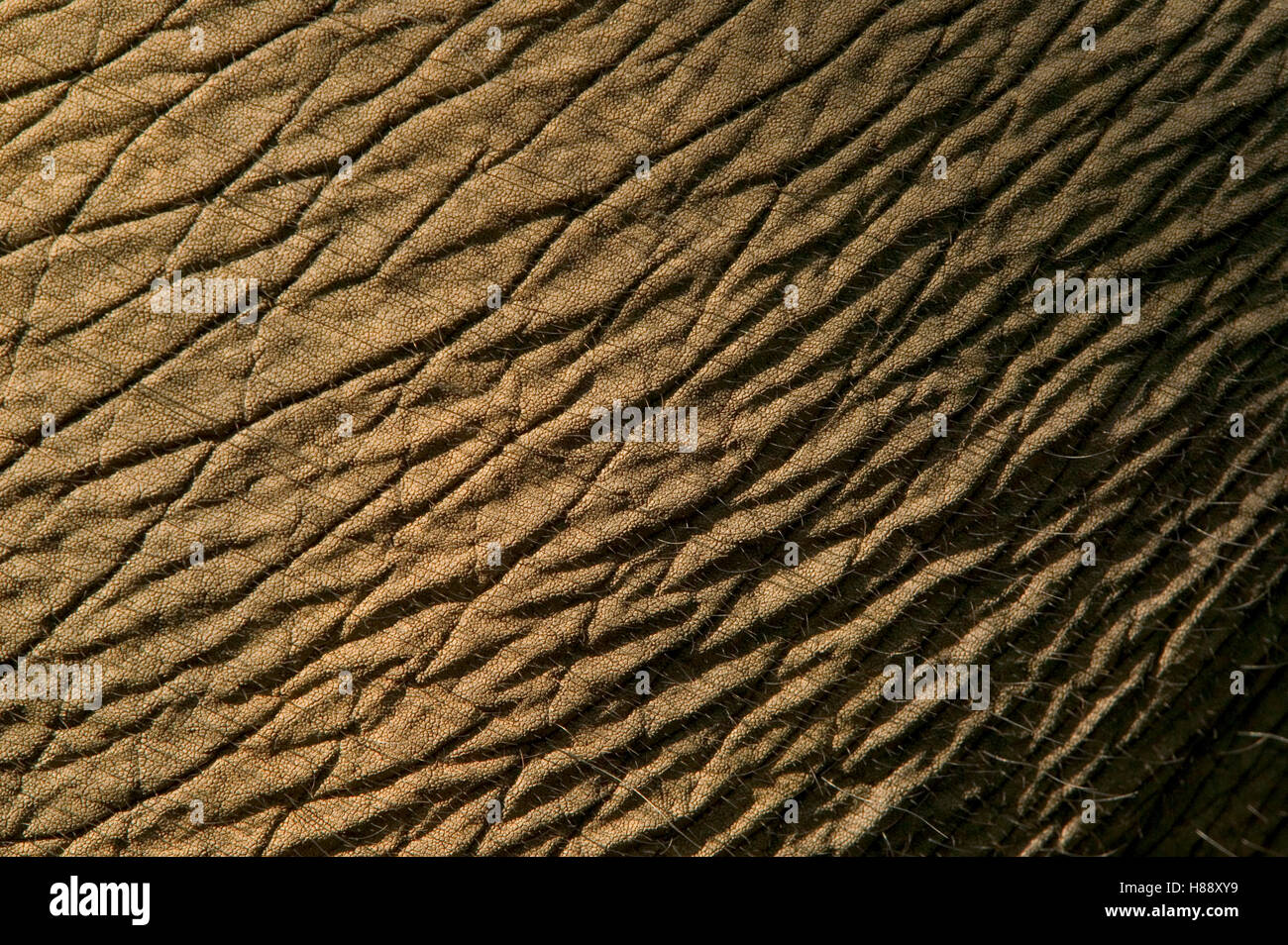 Asian Elephant (Elephas maximus) domestic, skin detail, India Stock ...