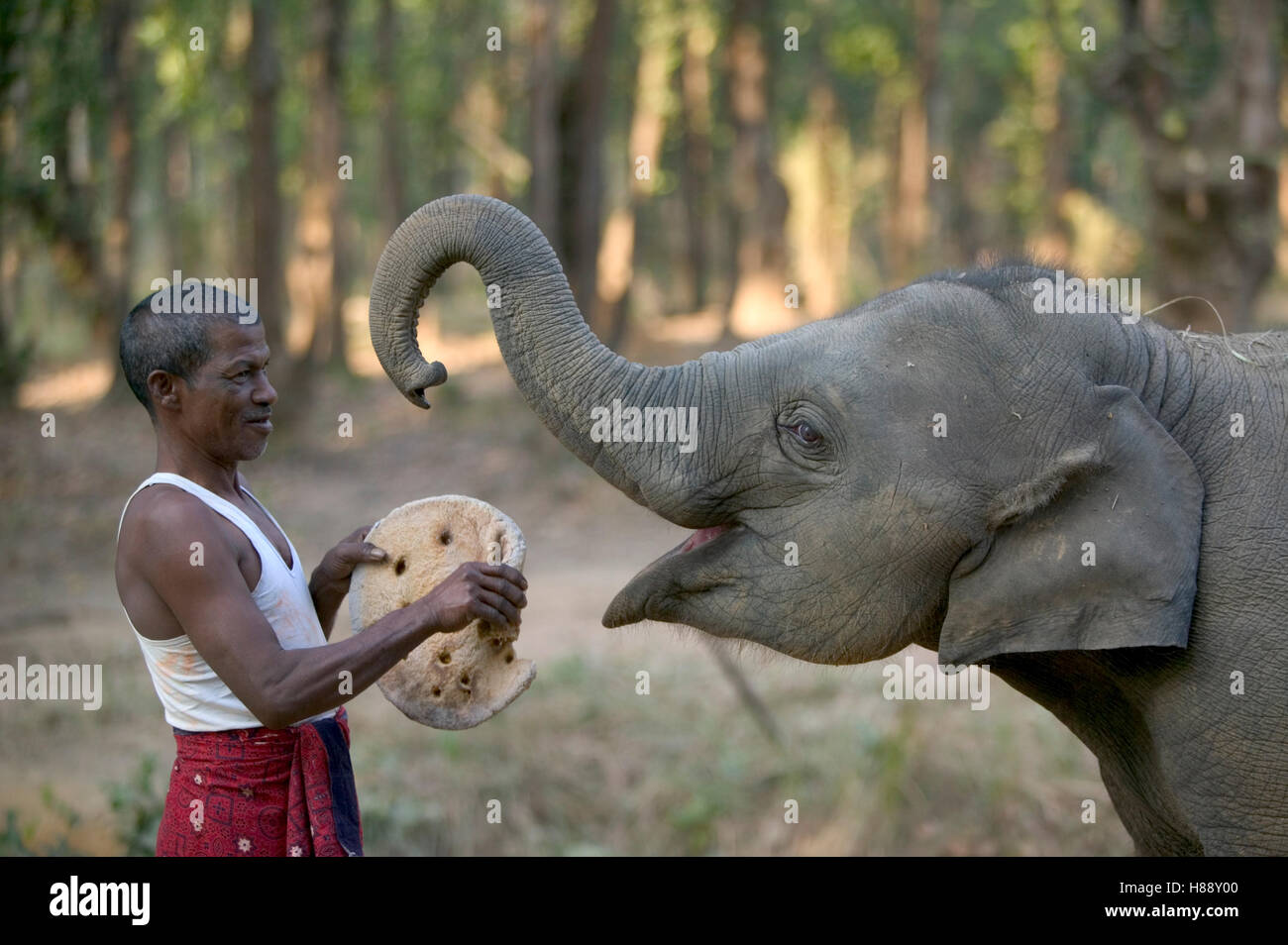 Asian Elephant (Elephas maximus) mahout feeding young domestic elephant ...