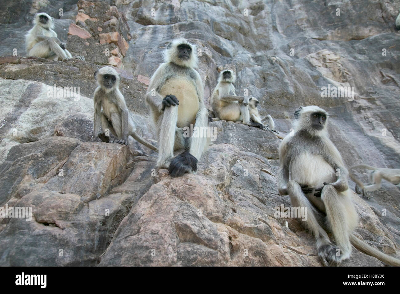 Hanuman Langur (Semnopithecus entellus) troop on cliff, Ranthambore ...