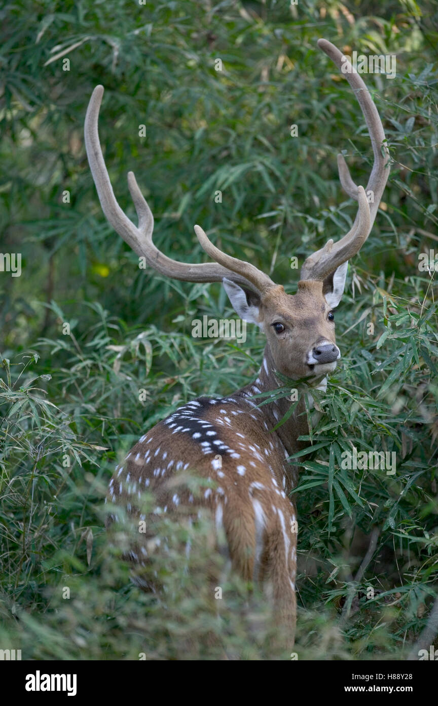 Axis Deer (Axis axis) male, Bandhavgarh National Park, India Stock ...
