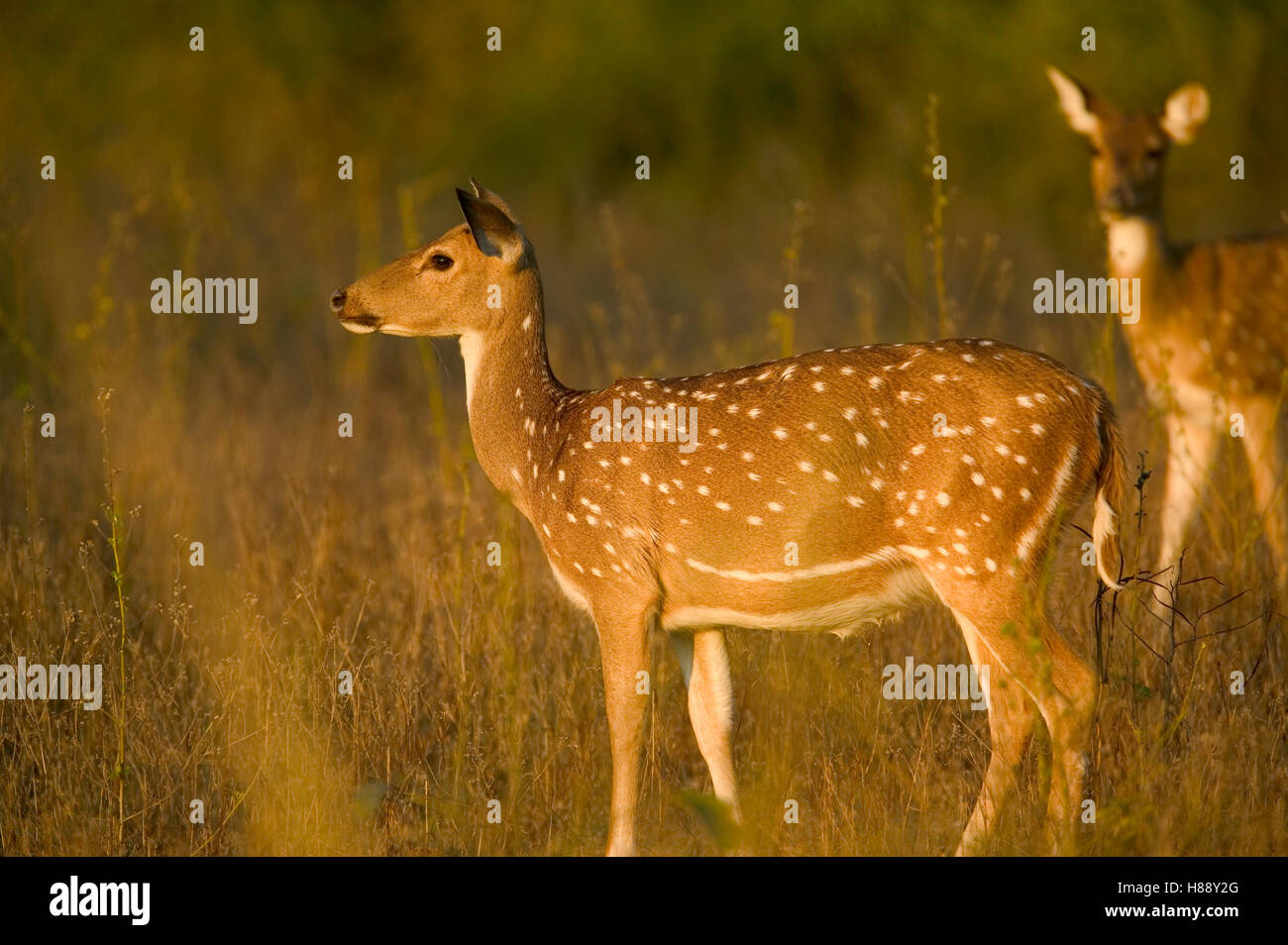 Axis Deer (Axis axis) doe, Bandhavgarh National Park, India Stock Photo ...