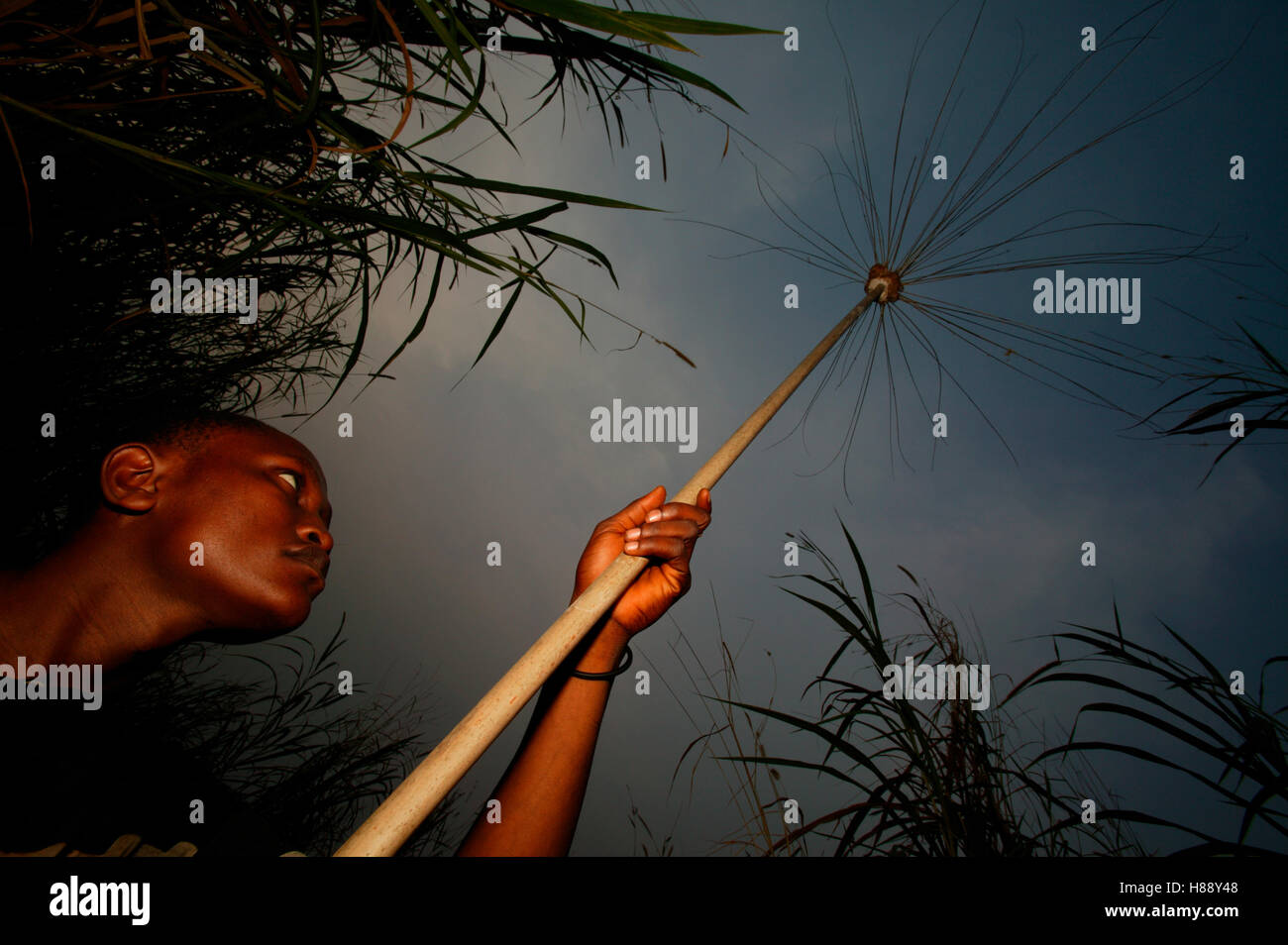 Barn Swallow (Hirundo rustica) hunting by night, boy imitates alarm ...