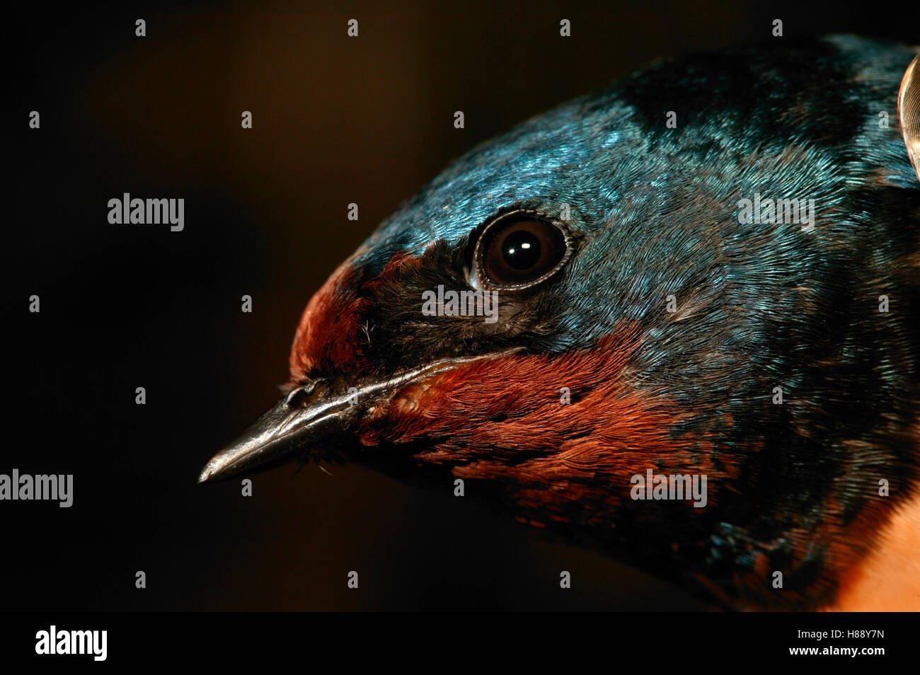 Barn Swallow (Hirundo rustica) collected for tagging while migrating ...