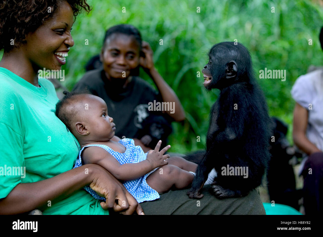 Bonobo (Pan paniscus) with her adoptive family who taught the Bonobo ...