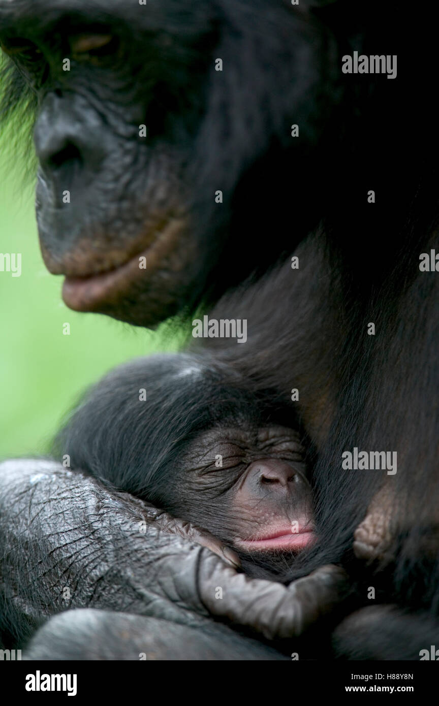 Bonobo (Pan paniscus) female with newborn, Sanctuary Lola Ya Bonobo ...