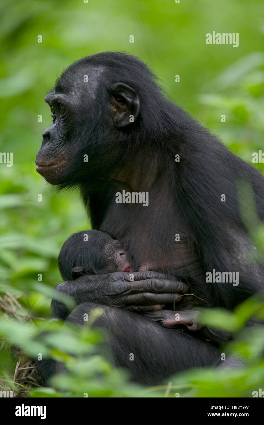 Bonobo (Pan paniscus) female with newborn, Sanctuary Lola Ya Bonobo ...