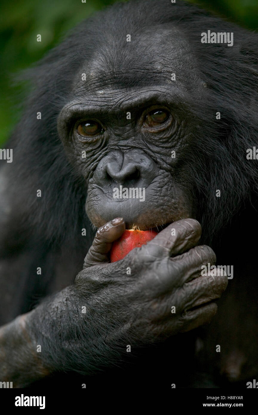 Bonobo (Pan paniscus) female orphan feeding, Sanctuary Lola Ya Bonobo ...