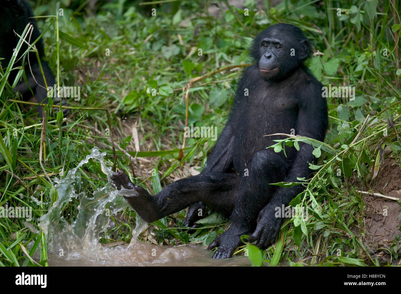 Bonobo (Pan paniscus) orphan playing with water, Sanctuary Lola Ya ...