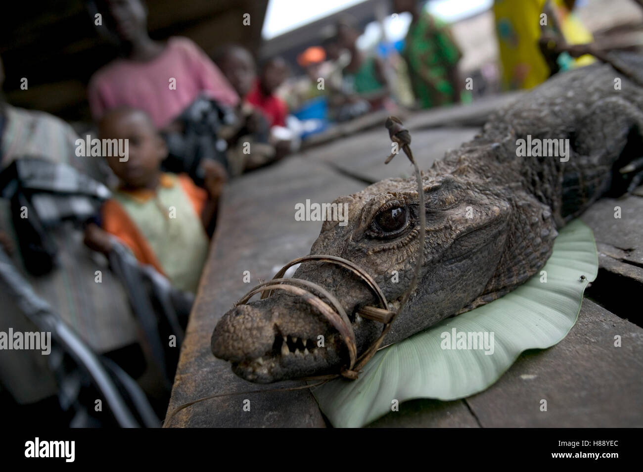 Bushmeat africa market hi-res stock photography and images - Alamy