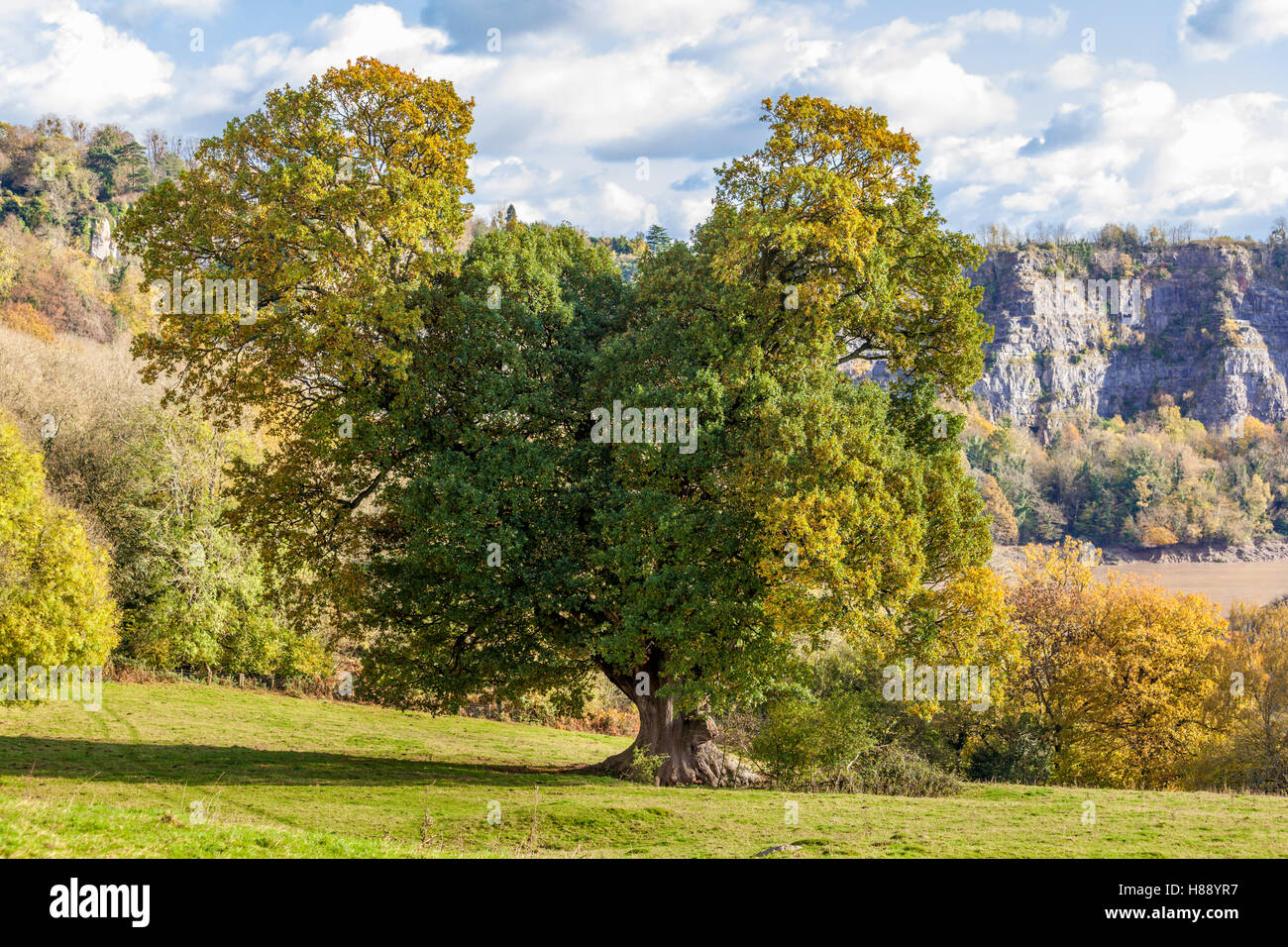 Autumn in the Wye Valley - An old oak tree beside the River Wye below ...