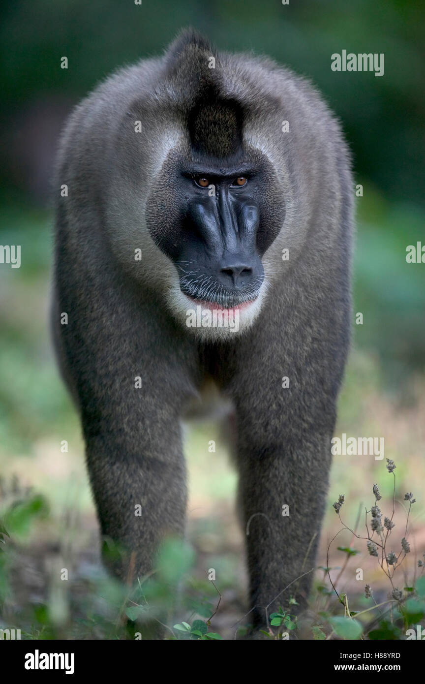 Drill (Mandrillus leucophaeus) adult male, Pandrillus Drill Sanctuary ...