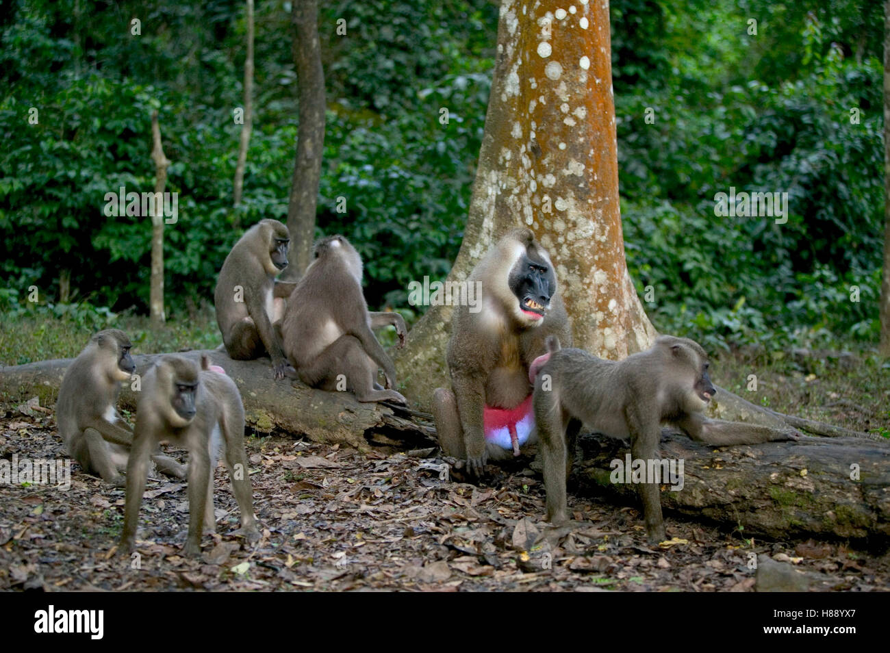 Alpha male his harem hi-res stock photography and images - Alamy