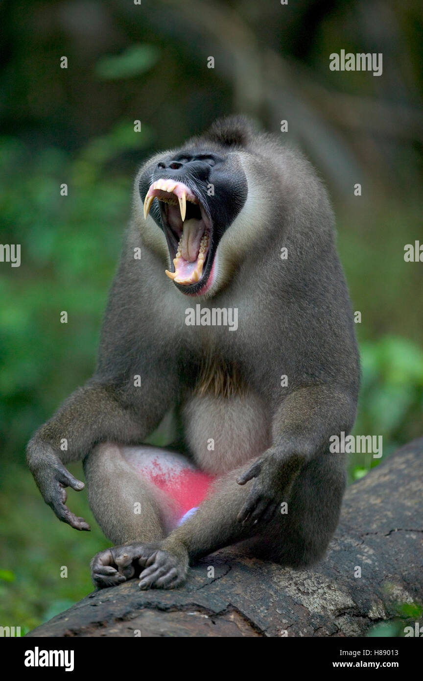 Drill (Mandrillus leucophaeus) adult male calling, Pandrillus Drill ...